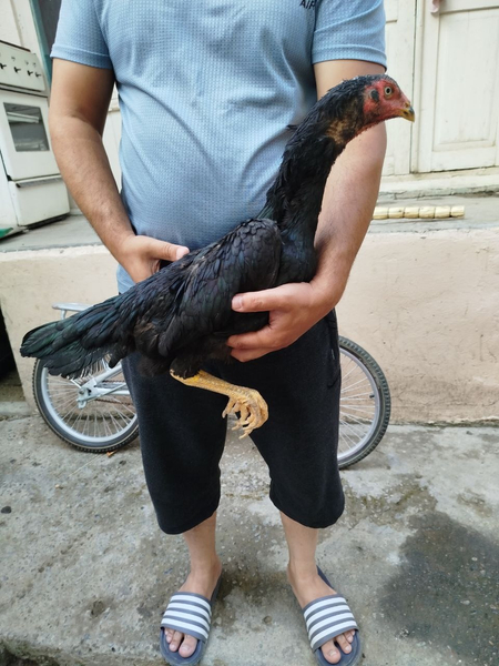 Dakan makiyon sotiladi