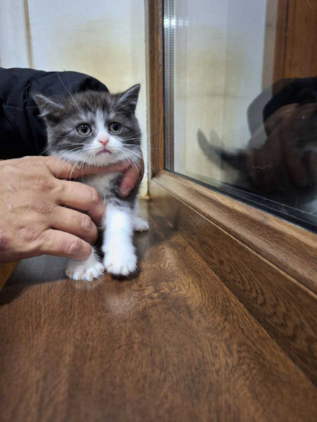 котята на продажу