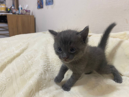 Милые котята ищут дом