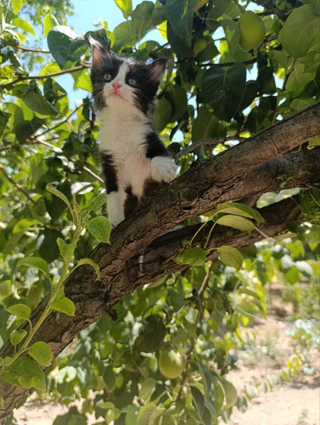 Отдаются котята в хорошие руки