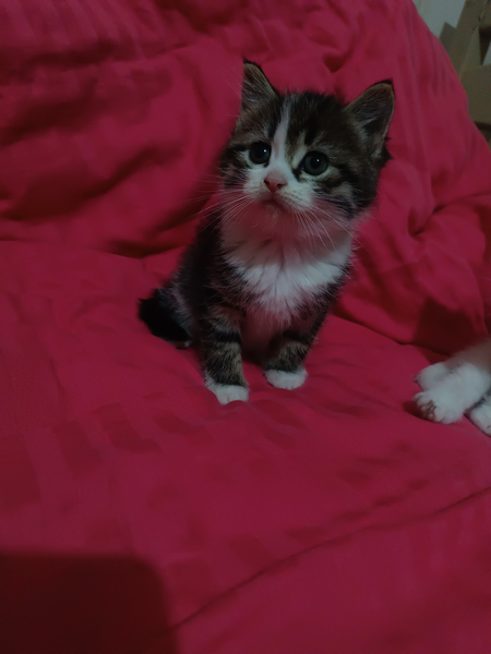 Продаются котята