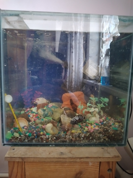 Akvariyum 50 litr 6mm