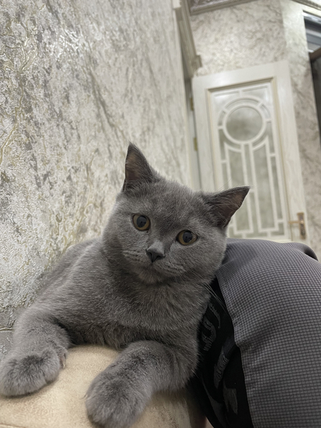 Британская кошка