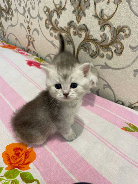 Продается котята шиншилла