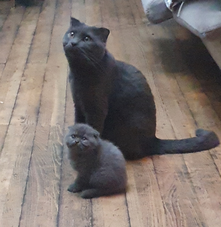 Породистые котята