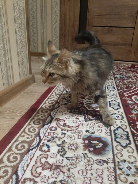 Отдаем кошку и котенка в хорошие руки