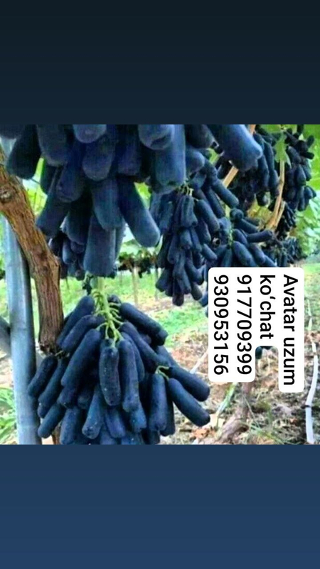 Avatar uzum koʻchat sotuvga chiqariladi ZAKAS OLMIZ