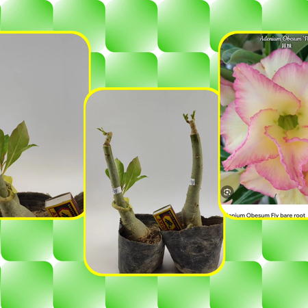 Adenium maxroviy