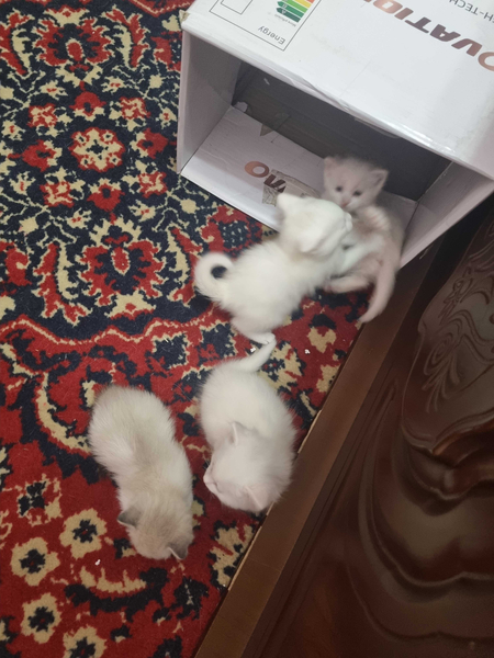 Ангорские котята