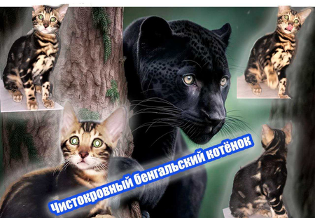 Бенгальский чистокровный котёнок