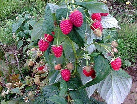 POLANA Malina koʻchati