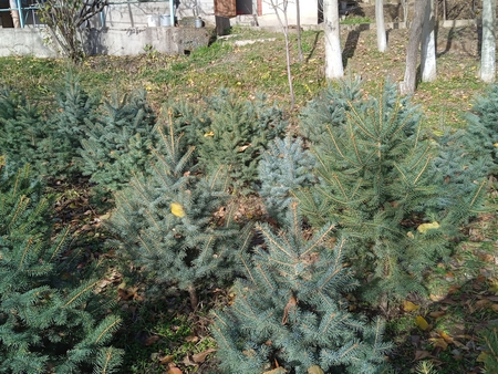 Manzarali daraxtlar