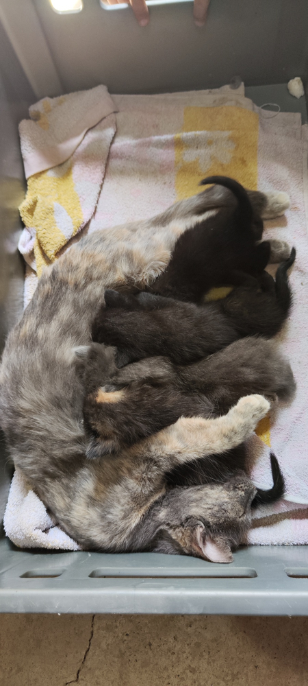 Отдам даром мать кошки и 4 катёнка