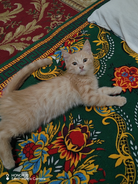 Отдам даром, двое котят