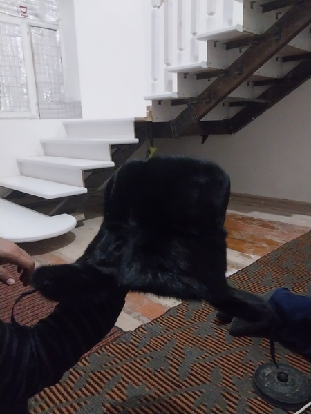 Норка попак сатилади бохоси келишилади