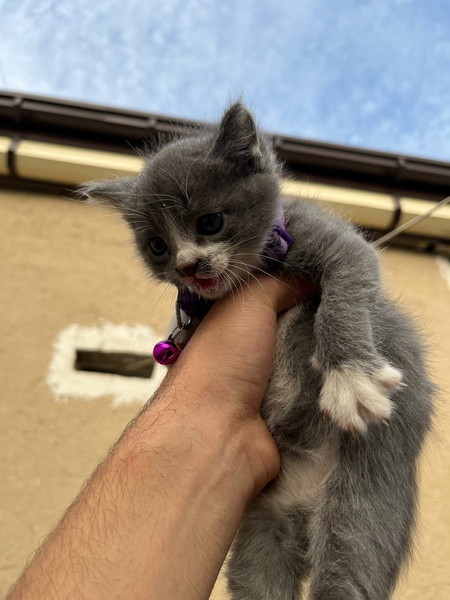 Британский котики