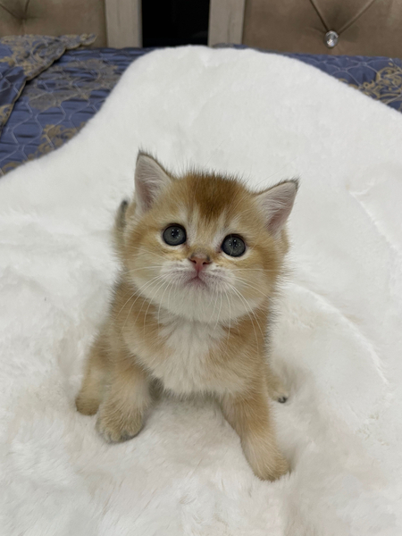 Британские золотые котята шиншиллы, клубные.