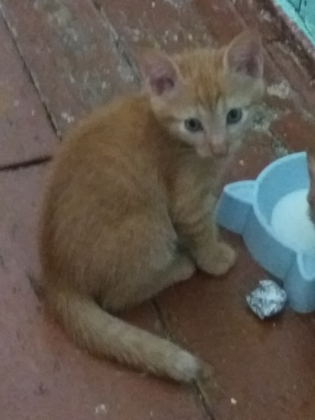 Котята в хорошие руки