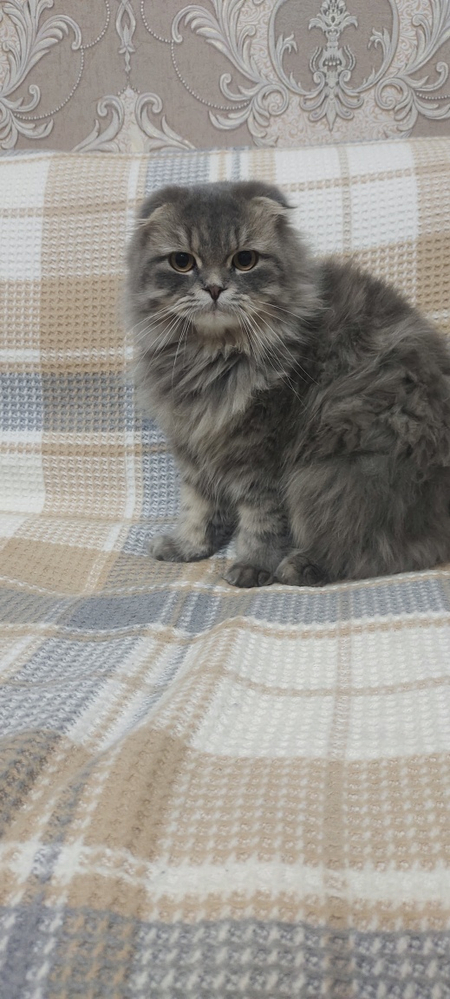 Продается Кот породы Скоттиш фолд