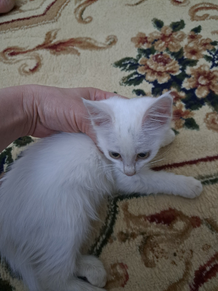 Котёнок турецкая ангора 3 месячная