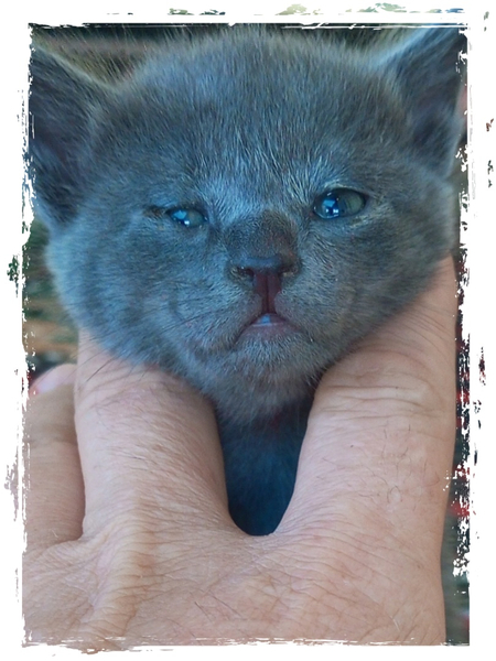 Продаются котята 2 месяца