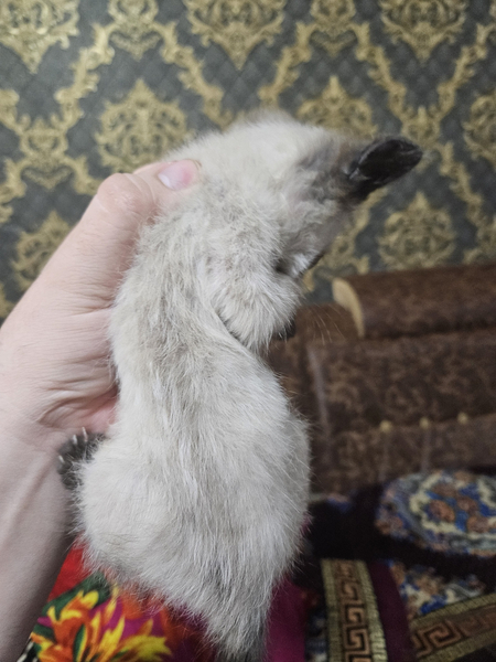 Сиамский пышык сатылады