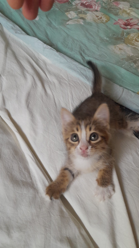 Котенок 2 месяца