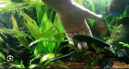 Baliqlar Dokoni Akvarium