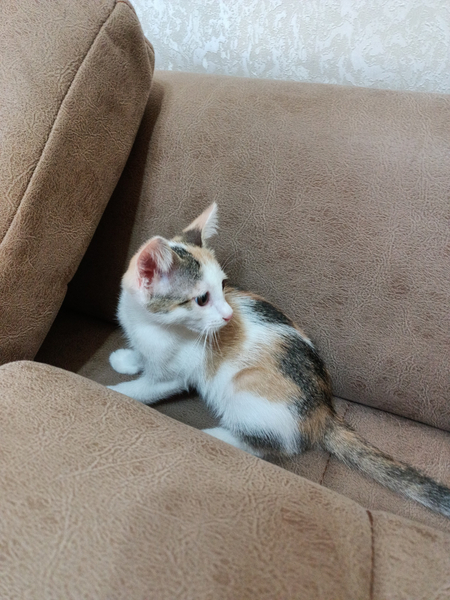 Котята в любящие руки