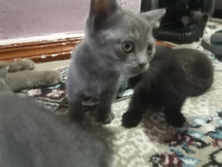 Продаётся котята породистый