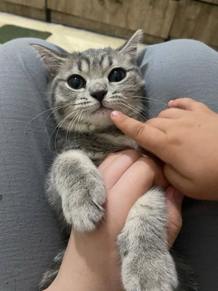 Котенок Девочка