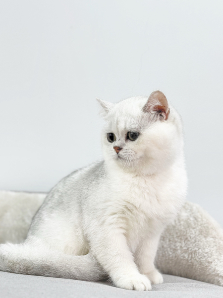 Британский шиншилла