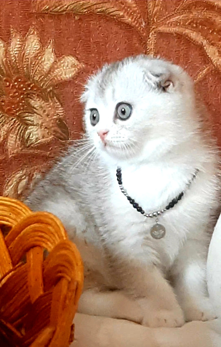 Скоттиш фолд мальчик