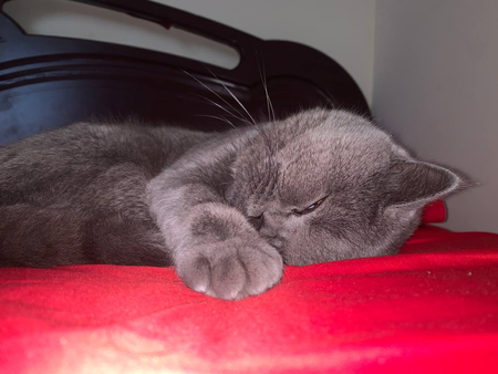 Tozza zotli mushuk