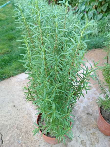 Розмарин / Rosmarinus officinalis