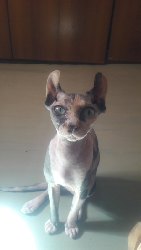 Кошечка эльф девочеа