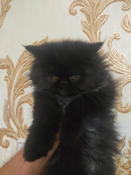 Котёнок персидский экстримал
