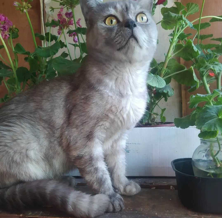 Приглашаем на вязку . Шотландский скоттиш страйт кот.