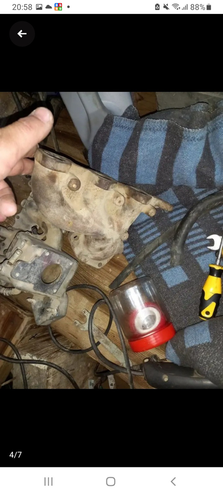 Galofka damas labo matiz ticoga tushadi