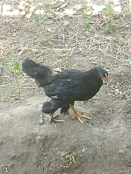 Qora shaxzoda gigant