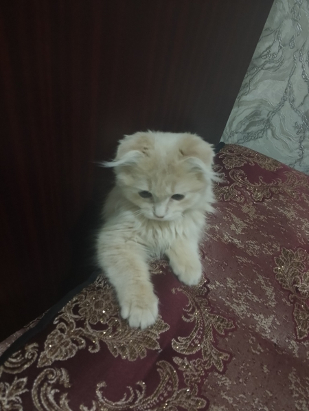 Shotlanskiy skotish fold 5oylik laqabi Kisa  oʻgʻil bola mushuk