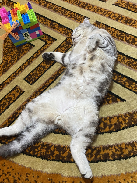 Вязка кот
