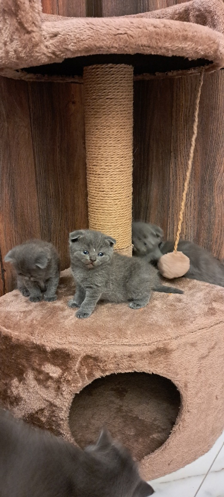 Шотландский котяты