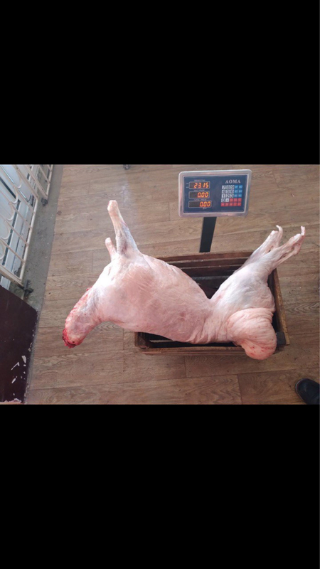 Aqiqa va qurbonlik uchun tirik qo’ylar, kalla pocha