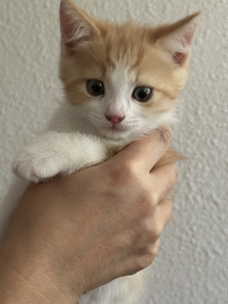 Ласковый и игривый котенок !