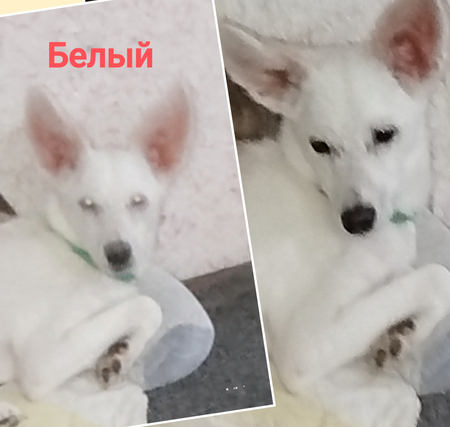 Бесплатно котенок, котик мальчики