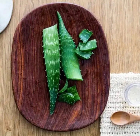 Aloe vero Disaar