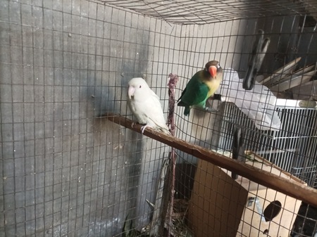 Nerazluchnik albino