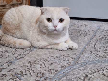 Zoti: Scottish fold. Yoshi:1 yosh. Jinsi: o'g'il bola. Sog'ligi: a'lo.