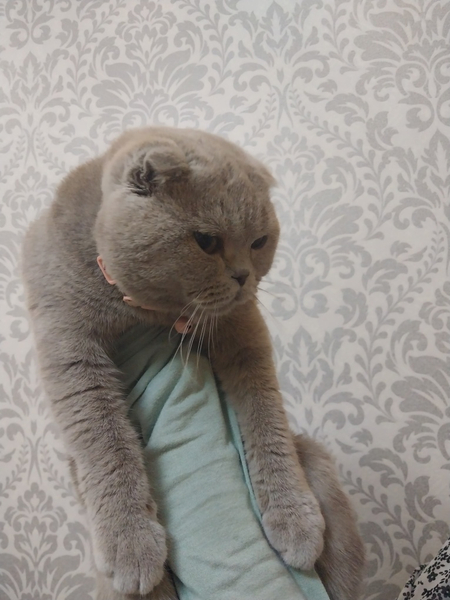 Вязка скотиш фолд.кот не продаётся  кошишга сотилмайди